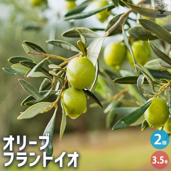 【品種特徴】 フラントイオは、オイルの香りが高く、風味が豊かで、油の含有率が高いので、オイルづくりに向く品種です。 コンパクトな品種で、葉間が広い樹形になります。 オリーブの中では自家結実性があるほうなので、1本でも果実を楽しむことができま...