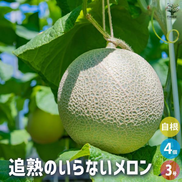 【品種特徴】追熟のいらないメロンは、収穫直後から美味しく食べられるように品種改良・栽培されたメロンです。一般的なメロンは、収穫後に一定期間「追熟」させることで果肉が柔らかくなり、甘みや香りが増すのが特徴ですが、追熟のいらないメロンはこの工程...