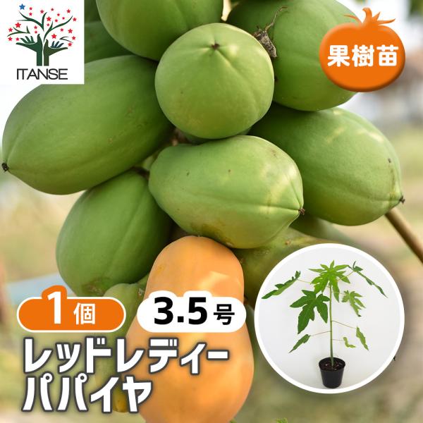 【品種特徴】レッドレディーは、果皮や実が赤っぽくなるパパイヤです。フルーツパパイヤとしても青パパイヤとしても利用できる柔軟性があり、調理用と生食の両方で楽しめます。もちろん、オススメは完熟果で、完熟すると、果肉はバターのようにとろける食感で...