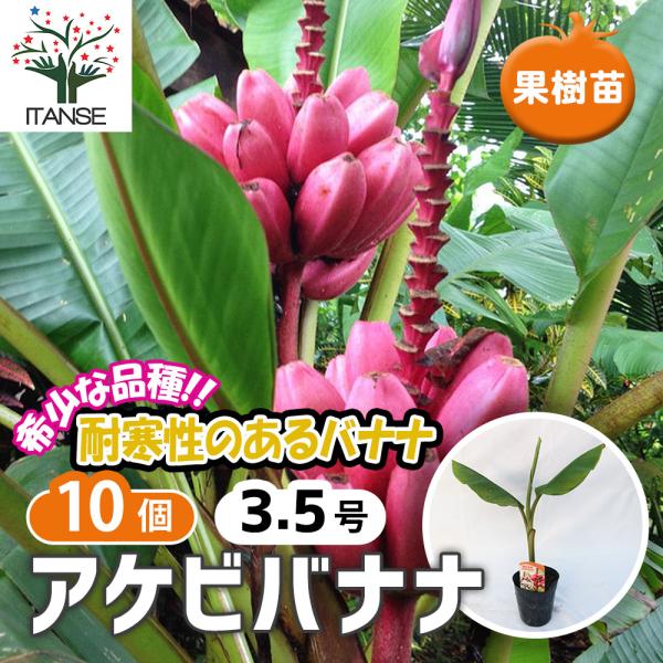 珍しいピンクの花と実のバナナで、魅力は、耐寒性が強いこと！通常バナナは暖かい地域を好み、10度以下の場合、生育が止まったり枯死してしまうことがあります。しかし！アケビバナナは耐寒性があり、マイナス5度まで耐えられる特徴があります。基本鉢植え...