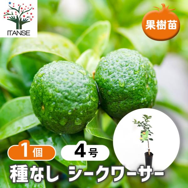 【品種特徴】種なしのシークワーサーで、レモンよりもフルーティーでスダチよりも癖がない味が特徴です。種が多い従来種に比べて、種なしなので、絞ったり加工したりがしやすいです。寒さには強くないので、冬は鉢植えにして室内窓辺で管理してください【検索...