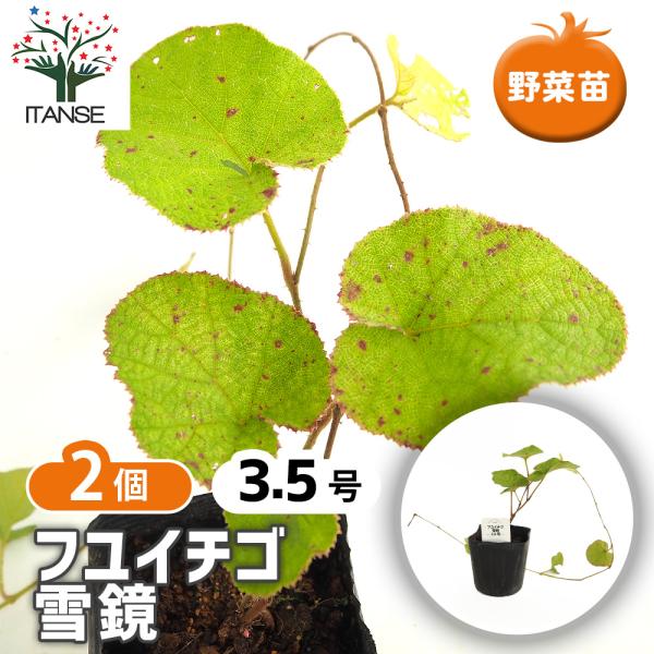 【品種特徴】 「雪鏡(ゆきかがみ)」の名前の通り、葉の中心に緑色の模様が入り、その周りを広いクリームホワイトの斑が囲む、非常に美しいフユイチゴです。 新芽や寒い時期には、葉の縁がほんのりとピンク色に染まり、色の変化も楽しめます。 冬には、名...