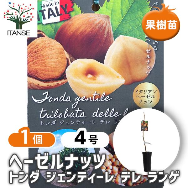 【品種特徴】 「パティシエが求める最上級ヘーゼルナッツ」として名高い、イタリア原産の最高品質品種です。 香り高く繊細な味わいと、カリっとした心地よい歯ごたえが特徴で、イタリアンスイーツには欠かせないとされています。 他の品種に比べて油分が少...