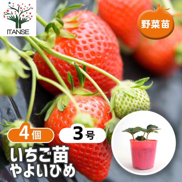 ※お届けする苗について いちご苗は傷んだ葉茎を取って出荷しているので、時期により掲載画像より小さめになります。 また、冬から早春はいちごの休眠期になりますので葉数が減り、小さく固まったようになりますが、中心のクラウン部分が大きくしっかりした...