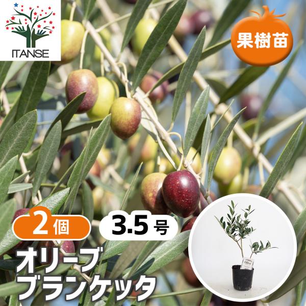 【品種特徴】スペイン原産のオイル専用品種で、高品質なエクストラバージンオイルが採れることで世界的に知られています。葉が比較的大きく、実は小粒なのが特徴です。耐寒性が高く、関東以西では庭植えも可能。育てやすいので、ご家庭でオリーブの収穫を楽し...