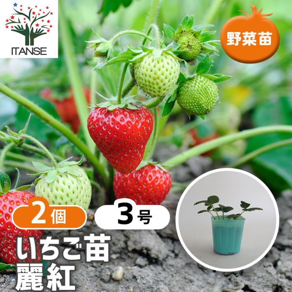 【品種特徴】千葉県で育成された「麗(うるわ)しい紅色」が特徴の品種「麗紅（れいこう）」。果実は大粒できれいな紡錘型で、光沢のある鮮やかな赤色が特徴です。昔のままで残っている品種のため、糖度と酸味のバランスが良く、非常に香りが高い、昔ながらの...