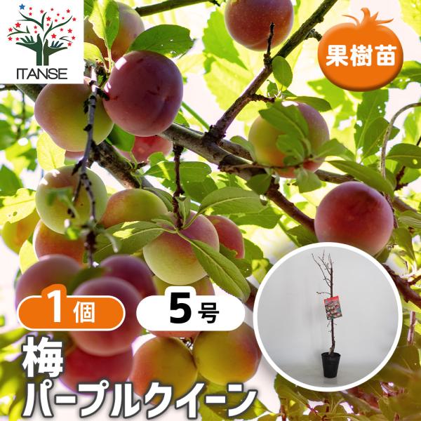 ※「パープルクイーン」の名称は商標登録されています。果実や加工品の販売はできませんのでご注意ください。 【品種特徴】 果皮だけでなく、果肉まで美しい赤紫色に染まる珍しい小梅です。 この色素はアントシアニンが豊富で、梅酒や梅シロップにすると、...