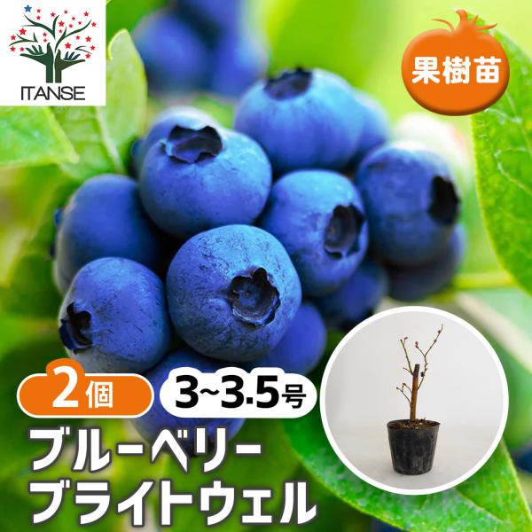 【品種特徴】中粒サイズですが、安定した実付きの良さが魅力です。皮が柔らかく、種も比較的小さく、繊細な食感が楽しめます。その上甘みが強く、粒によって甘みの個体差も少ないので、とても食べやすい品種です。加工しても美味しいですが、生食がオススメ。...