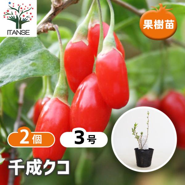 【品種特徴】 「ゴジベリー」という名前で、美容と健康に良いスーパーフードとして世界的に注目されている果樹。 古くから漢方や薬膳料理に利用されてきた歴史があり、ビタミンやミネラル、ポリフェノールなどを豊富に含んでいます。 「千成クコ」は、その...