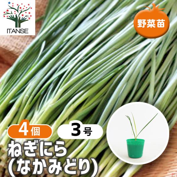 バイオが生んだ栃木発、スーパー新野菜「ねぎ」と「にら」の交配種！「ねぎにら」ネギとニラの交配種なのに、不思議とニンニク風味。甘みたっぷりで、ギョウザにぴったり！！ニラの断面は細長く、ネギの断面は丸になりますが、「ねぎにら」は半月状なのが特徴...