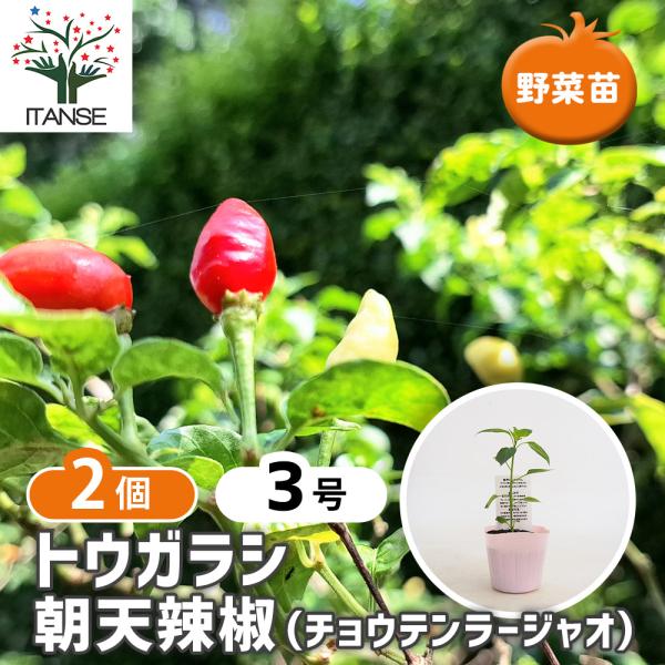 【品種特徴】 中国原産で、本格的な四川料理には欠かせない代表的なトウガラシ。 その名の通り「天を朝(む)く」ように、実が空に向かって上向きになります。 約1万5,000スコヴィルで、日本で一般的な鷹の爪(4万〜5万スコビル)よりは控えめな辛...