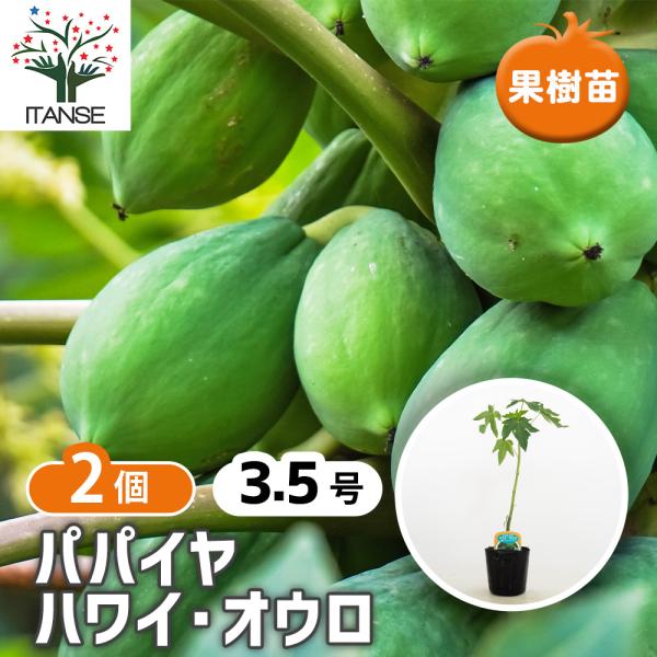 【品種特徴】 ご家庭の鉢植えでも育てやすい、矮性(わいせい)のパパイヤです。 低い位置から実がつき始めるため、ベランダなど限られたスペースでの栽培にも適しています。 パパイヤは栄養価が非常に高く、様々な楽しみ方ができるのが魅力。 未熟な「青...