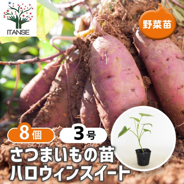 【PVP登録品種・登録番号23820号/営利目的の増殖は禁止されています】 【品種特徴】 オレンジ色の果肉！今話題の新品種のサツマイモ「ハロウィンスウィート」 果肉の綺麗なオレンジ色は、カロテンの色で、見ただけで違いが分かります。 なめらか...