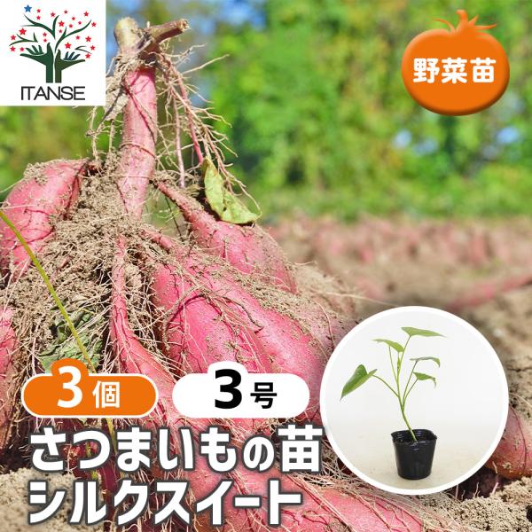 【PVP登録品種・登録番号：26480号/営利目的の増殖は禁止されています】 【品種特徴】 まるで「絹(シルク)」のような、しっとり滑らかな舌触りが最大の特徴。 近年、焼き芋などで絶大な人気を誇る品種です。 収穫してすぐはやや粉質ですが、貯...