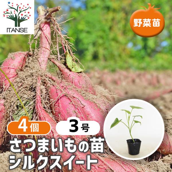 【PVP登録品種・登録番号：26480号/営利目的の増殖は禁止されています】 【品種特徴】 まるで「絹(シルク)」のような、しっとり滑らかな舌触りが最大の特徴。 近年、焼き芋などで絶大な人気を誇る品種です。 収穫してすぐはやや粉質ですが、貯...
