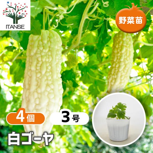 【品種特徴】 一般的な緑色のゴーヤに比べて、果皮が白っぽくなる品種です。 苦みがマイルドで、果肉が厚くジューシーなため、生でサラダにするのもおすすめです。 もちろん、炒め物や天ぷらなど、加熱調理にも向いています。 生育旺盛で、夏の日差しを遮...