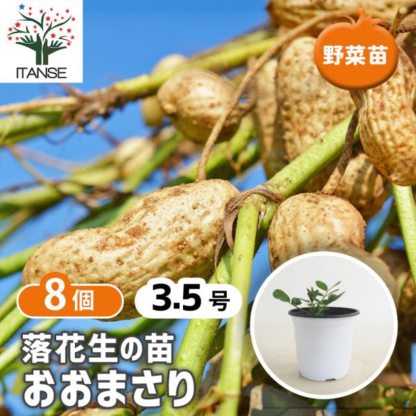 【品種特徴】 通常の落花生の約2倍にもなる、大きな莢(さや)が特徴のジャンボ落花生「おおまさり」の苗です。 最大の魅力は「茹で落花生」。 柔らかく甘みが非常に強いため、収穫したての生の状態から塩茹でにすると、 ホクホクとした食感と甘みが楽し...