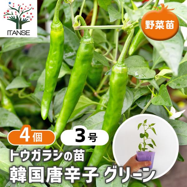 【品種特徴】韓国原産の辛味トウガラシです。果実は緑色のまま収穫して利用します。辛さはハバネロほどの激辛ではなく、ほどよい辛味に加えて独特の旨み・風味が楽しめます。キムチ作りに特におすすめの品種です。育て方は普通のとうがらし類に準じます【検索...