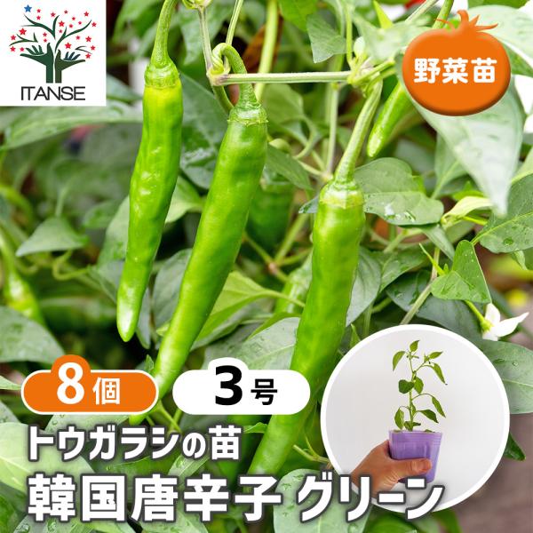 【品種特徴】韓国原産の辛味トウガラシです。果実は緑色のまま収穫して利用します。辛さはハバネロほどの激辛ではなく、ほどよい辛味に加えて独特の旨み・風味が楽しめます。キムチ作りに特におすすめの品種です。育て方は普通のとうがらし類に準じます【検索...