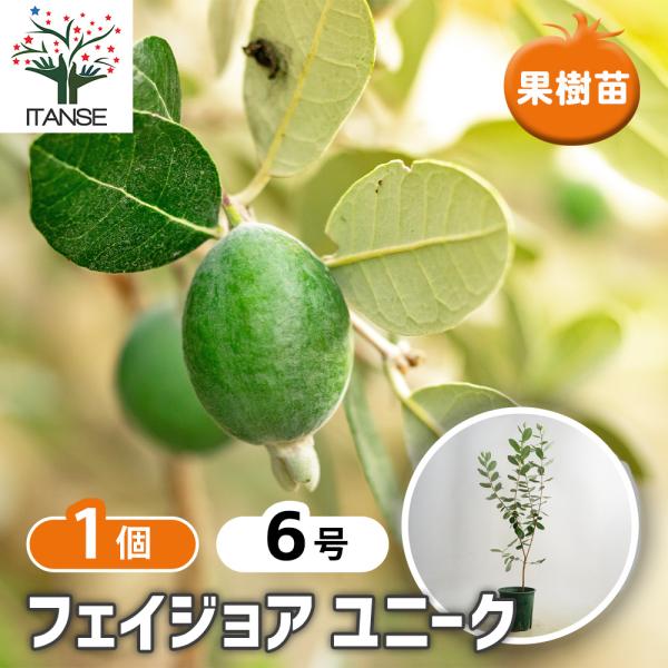 【品種特徴】フェイジョアの中でも特に自家結実性が高く、1本でも実をつけやすいユニークな性質を持つ、極早生品種です。若木のうちからたくさんの実をつけ、早い時期から収穫が楽しめます。果肉はジューシーで、甘みが強く、香りも良好です。樹形は比較的コ...