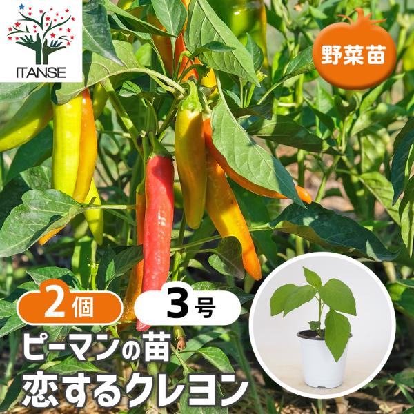【品種特徴】クレヨンのようにカラフルな果色が楽しめる、新しいタイプのピーマン。果実は最初クリーム色ですが、熟すにつれてオレンジ色、そして完熟すると鮮やかな赤色へと変化します。様々な色の実が一本の木に同時になる様子は、見た目にも楽しく、菜園を...