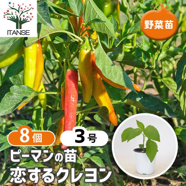 【品種特徴】 クレヨンのようにカラフルな果色が楽しめる、新しいタイプのピーマン。 果実は最初クリーム色ですが、熟すにつれてオレンジ色、そして完熟すると鮮やかな赤色へと変化します。 様々な色の実が一本の木に同時になる様子は、見た目にも楽しく、...