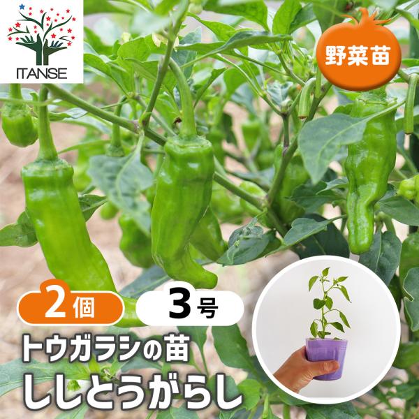 【品種特徴】炒め物や天ぷら、煮物、焼き物など、様々な料理に使える万能野菜です。夏の食卓に欠かせない、家庭菜園の定番品種として人気があります。時々、栽培環境のストレスなどで辛い実ができることがあり、それを見つけるのも楽しみの一つです。丈夫で育...
