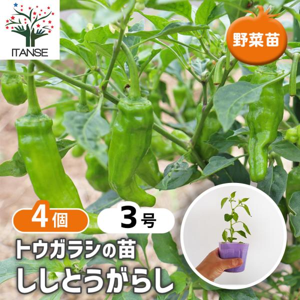 【品種特徴】炒め物や天ぷら、煮物、焼き物など、様々な料理に使える万能野菜です。夏の食卓に欠かせない、家庭菜園の定番品種として人気があります。時々、栽培環境のストレスなどで辛い実ができることがあり、それを見つけるのも楽しみの一つです。丈夫で育...