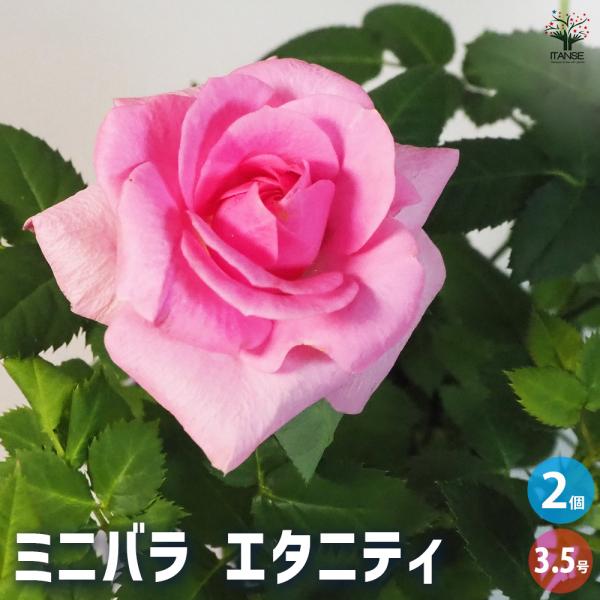 【品種特徴】美しいピンク色の花と優れた花持ちで知られるエタニティ。ひらひらとした花びらが特徴で、可愛らしい印象を与えます。インテリアとして育てれば、部屋全体に華やかな雰囲気をもたらします。【検索キーワード】花木苗 花木の苗 花木 バラ 薔薇...