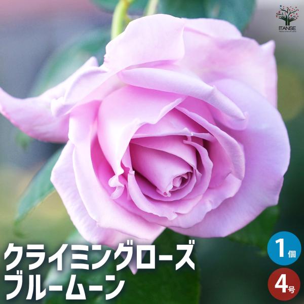 【品種特徴】紫薔薇の歴史的名花ハイブリッドティーローズ「ブルームーン」の枝変わり種で、つるバラタイプです。ラベンダーブルーの明るい藤色の花は、ブルーローズ特有の爽やかな香りがあり、巨大輪ながら良好な花付きなのが特徴です。そして紫薔薇の弱点で...