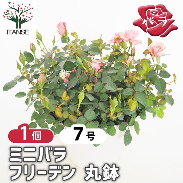 【PVP登録出願中/海外への持出や営利目的の増殖は禁止されています】【品種特徴】高橋かきファームの「フローランド」シリーズのミニバラです。「フリーデン」はドイツ語で「平和」を意味します。花は明るいピンク色で、整った花形が美しい品種です。四季...