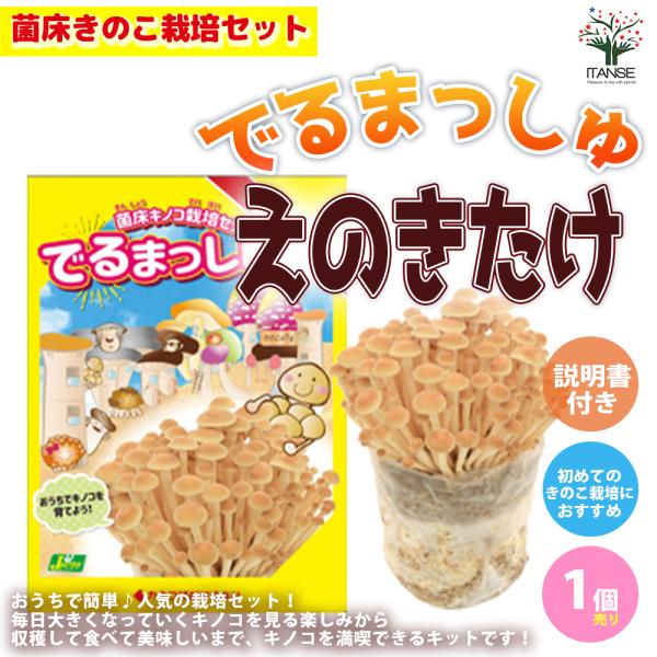 【えのきたけ菌床ブロック、日向土、説明書、ビニール袋】おうちで簡単に美味しい「えのきたけ」が栽培出来るキットです。このセットだけで繰り返し収穫が可能です。キノコは直射日光を当てる必要がないため、おうちの室内で育てるのにぴったりです。小さなキ...