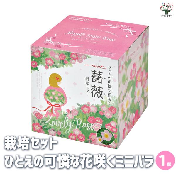 ハート型のかわいいポット付き！培養土も付属しており、これひとつでガーデニングが始められます。一重の可憐なミニバラを育てることができます。花色には濃淡があり、淡いピンク、濃いピンクの賑やかなお花を楽しむことができます。まれに八重の花を咲かせる...