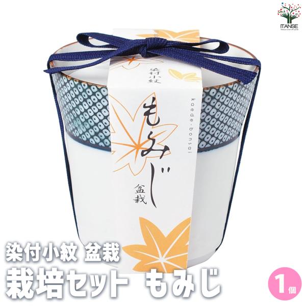 もみじの木を種から育てられる、栽培キットです。小さな幼木のうちから、もみじの葉を出すので、まるでミニチュアのような可愛い姿が鑑賞できます。染付の陶器鉢が付いてくるので、そのまま育てるだけで、盆栽仕立てとしてお楽しみいただけます。※もみじの発...