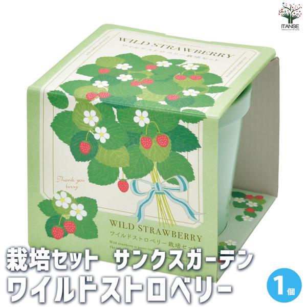 かわいいポット付き！培養土が付属しており、これひとつでお手軽にガーデニングが始められます。ワイルドストロベリーは寒さ・暑さに強く、育てやすい品種です。インテリアグリーンとしても最適で、お部屋の中で栽培できます。実がついたらそのまま食べられる...