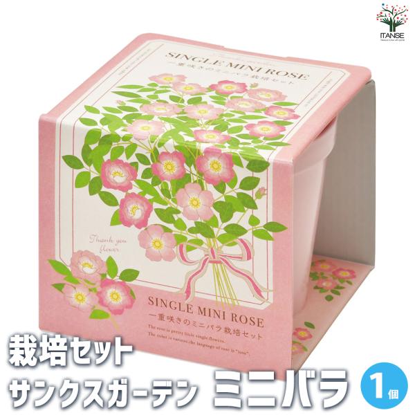かわいいポット付き！培養土が付属しており、これひとつでお手軽にガーデニングが始められます。ミニ薔薇は背が低く、コンパクトにまとまって咲くため、インテリアグリーンにピッタリです。お部屋の中で、おしゃれに育てることができます。小ぶりに咲く色とり...
