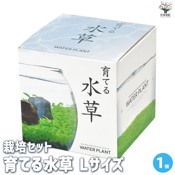【商品特徴】「育てる水草」は"水景"を作り上げるまでに必要なものをすべて揃えた、水草の栽培キットです。ガラス鉢の中で水草を種から育てて、簡単にアクアリウムを楽しむことができます。Lサイズの栽培セットであれば、アクアリウムの中で金魚を1匹だけ...
