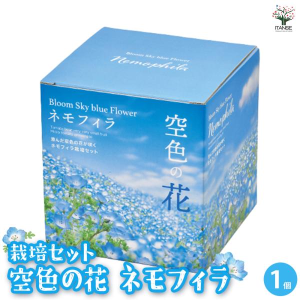 【商品の特徴】可憐な青い花をいくつも咲かせる「ネモフィラ」。空色のカーペットのようにネモフィラ畑が広がる名所は、幻想的な春の絶景スポットとして各地で話題になっています。おうちで育ててネモフィラを咲かせるなら、窓辺がぴったり。爽やかな青のグラ...