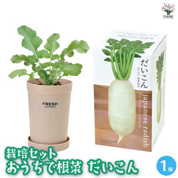 【商品の特徴】土がたっぷりと入る深鉢なら、おうちで根菜も育てられます。根菜栽培の楽しさは土の中で無事に育っている様子が見えないドキドキ感。自分で種から育てた野菜を引き抜いて収穫の喜びを味わいましょう。ここ最近では幼稚園さんで使われることも多...