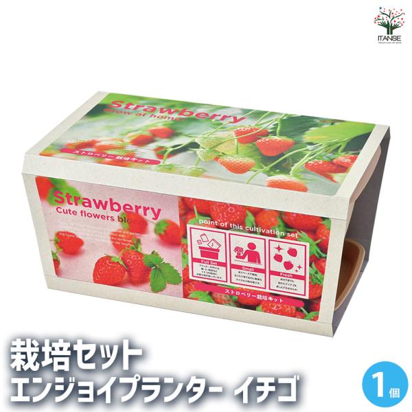 【商品の特徴】「F1四季なりいちご」を手軽に育てられる栽培キットです。可愛らしい白色-濃いピンクの花が次々に咲き、観賞用としても長く楽しめるのが特徴。果実の大きさは2-3cmと中粒です。一般的なイチゴと比べランナー(つる)が短いためお部屋の...