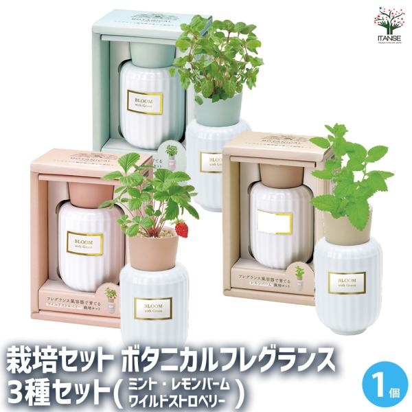 【セット内容】 計：3箱 ボタニカルフレグランス ミント 1箱 ボタニカルフレグランス レモンバーム 1箱 ボタニカルフレグランス ワイルドストロベリー 1箱 【商品の特徴】 アロマディフューザー風の給水ボトルで、香りのよいハーブを育てます...