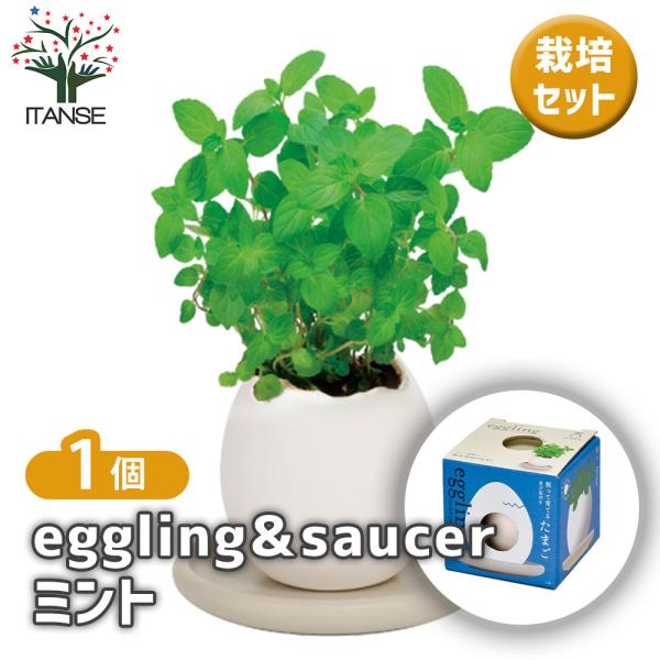 【商品特徴】egglingとオリジナルデザインのソーサーがセットです。たまごのフォルムに合う丸みを帯びたシルエットと選ぶのが楽しくなるカラーにこだわって専用ソーサーをデザイン。いくつも並べて飾るとお部屋はさらに明るいムードに！受け皿を用意す...