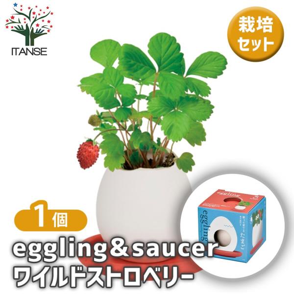 【商品特徴】egglingとオリジナルデザインのソーサーがセットです。たまごのフォルムに合う丸みを帯びたシルエットと選ぶのが楽しくなるカラーにこだわって専用ソーサーをデザイン。いくつも並べて飾るとお部屋はさらに明るいムードに！受け皿を用意す...