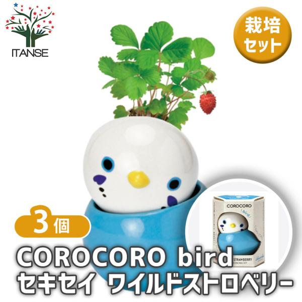 【商品特徴】大人気のコロコロシリーズに、カラフルな小鳥たちが仲間入り！体の中に水を溜めて、頭の上で小さな植物を育てます。前を向いたり首をかしげたり...コロコロとポーズに変化をつけて小鳥たちの可愛いしぐさと小さな緑に癒されよう。【検索キーワ...