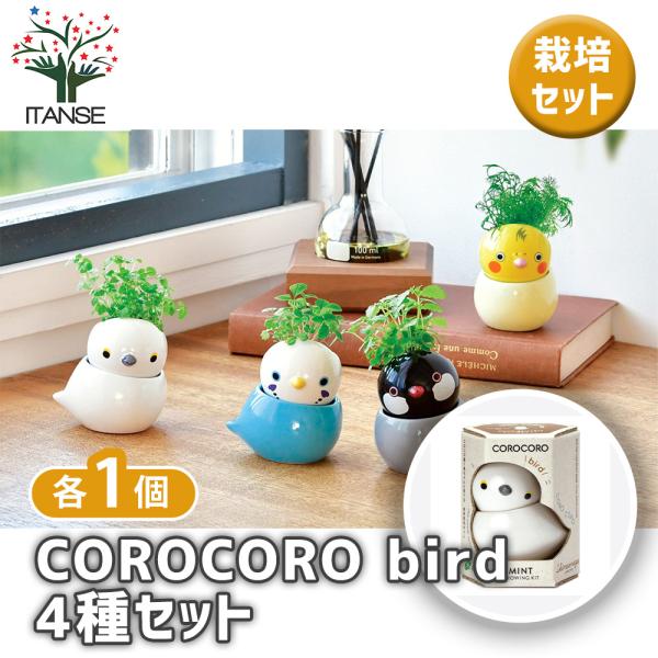 【商品特徴】大人気のコロコロシリーズに、カラフルな小鳥たちが仲間入り！体の中に水を溜めて、頭の上で小さな植物を育てます。前を向いたり首をかしげたり...コロコロとポーズに変化をつけて小鳥たちの可愛いしぐさと小さな緑に癒されよう。【検索キーワ...