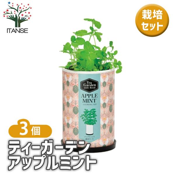【商品特徴】おしゃれな筒形紙管の栽培キット。テキスタイル風の植物模様に鳥たちがかくれんぼ。小鳥が歌う庭でリラックスしたい気分にぴったり。【検索キーワード】聖新陶芸 ティーガーデン アップルミント 栽培セット 栽培 簡単 初心者 リビング 玄...