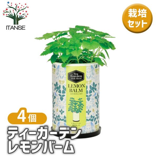 【商品特徴】おしゃれな筒形紙管の栽培キット。テキスタイル風の植物模様に鳥たちがかくれんぼ。小鳥が歌う庭でリラックスしたい気分にぴったり。【検索キーワード】聖新陶芸 ティーガーデン アップルミント 栽培セット 栽培 簡単 初心者 リビング 玄...