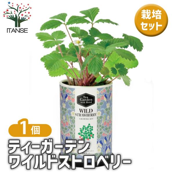 【商品特徴】おしゃれな筒形紙管の栽培キット。テキスタイル風の植物模様に鳥たちがかくれんぼ。小鳥が歌う庭でリラックスしたい気分にぴったり。【検索キーワード】聖新陶芸 ティーガーデン アップルミント 栽培セット 栽培 簡単 初心者 リビング 玄...