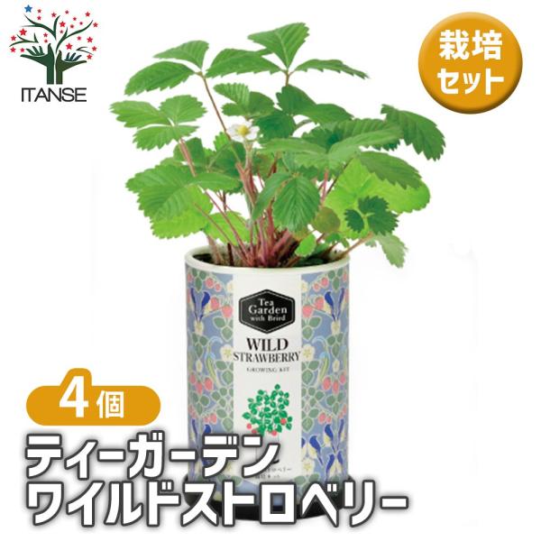 【商品特徴】おしゃれな筒形紙管の栽培キット。テキスタイル風の植物模様に鳥たちがかくれんぼ。小鳥が歌う庭でリラックスしたい気分にぴったり。【検索キーワード】聖新陶芸 ティーガーデン アップルミント 栽培セット 栽培 簡単 初心者 リビング 玄...