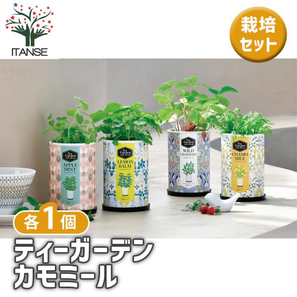 【商品特徴】おしゃれな筒形紙管の栽培キット。テキスタイル風の植物模様に鳥たちがかくれんぼ。小鳥が歌う庭でリラックスしたい気分にぴったり。【検索キーワード】聖新陶芸 ティーガーデン アップルミント 栽培セット 栽培 簡単 初心者 リビング 玄...